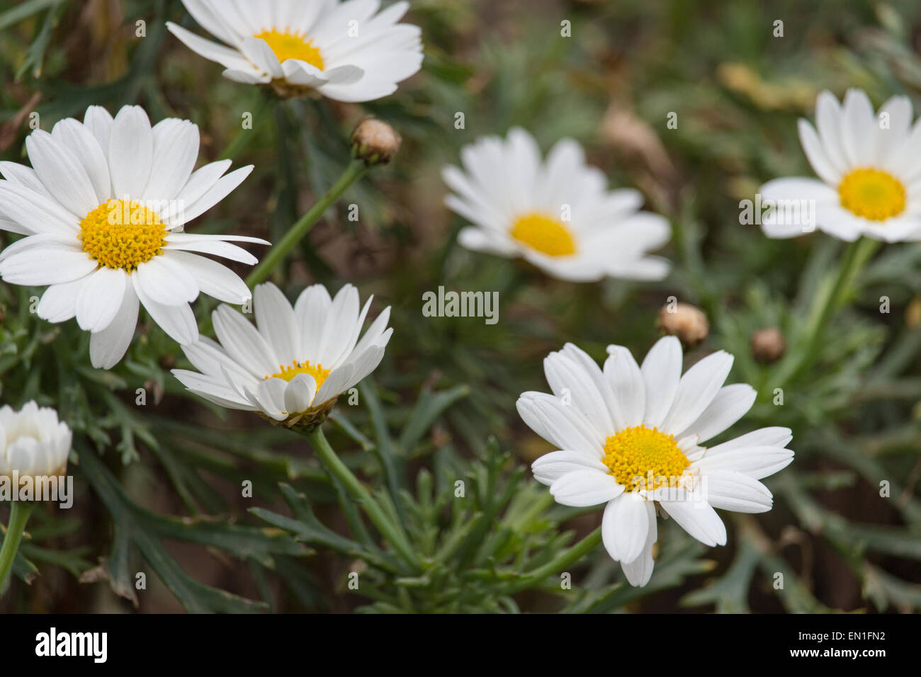The white daises in the afternoon Stock Photo - Alamy