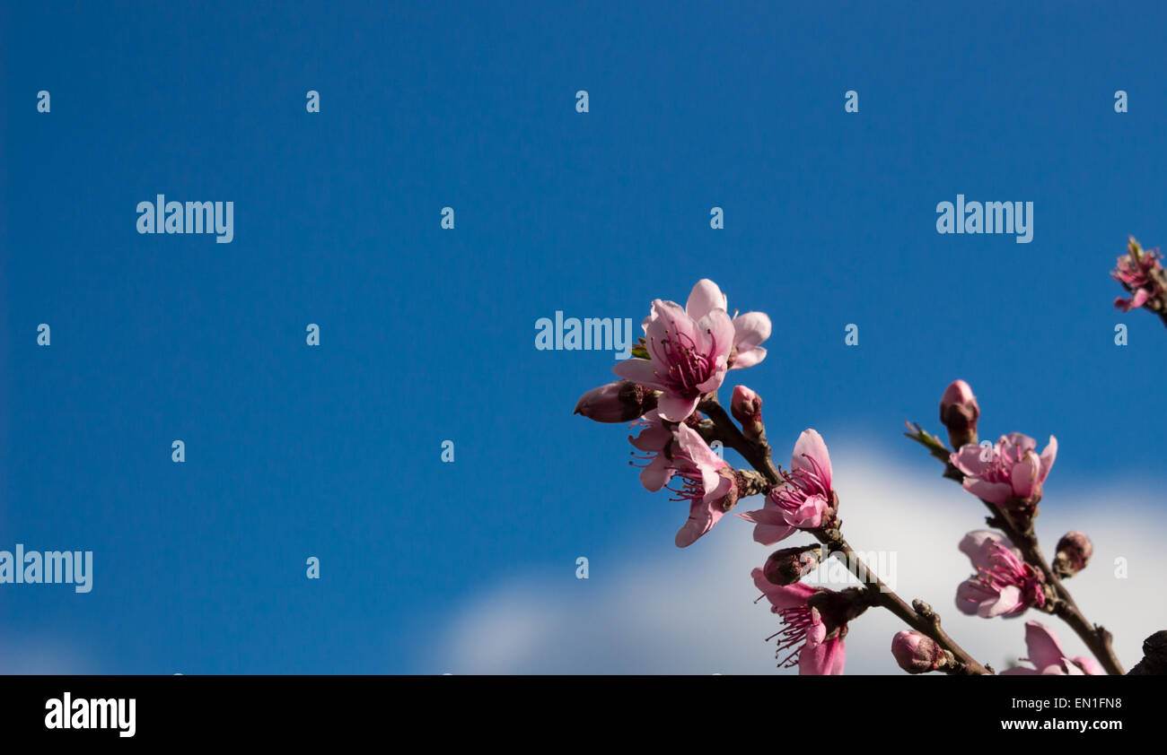 Peach color sky hi-res stock photography and images - Alamy
