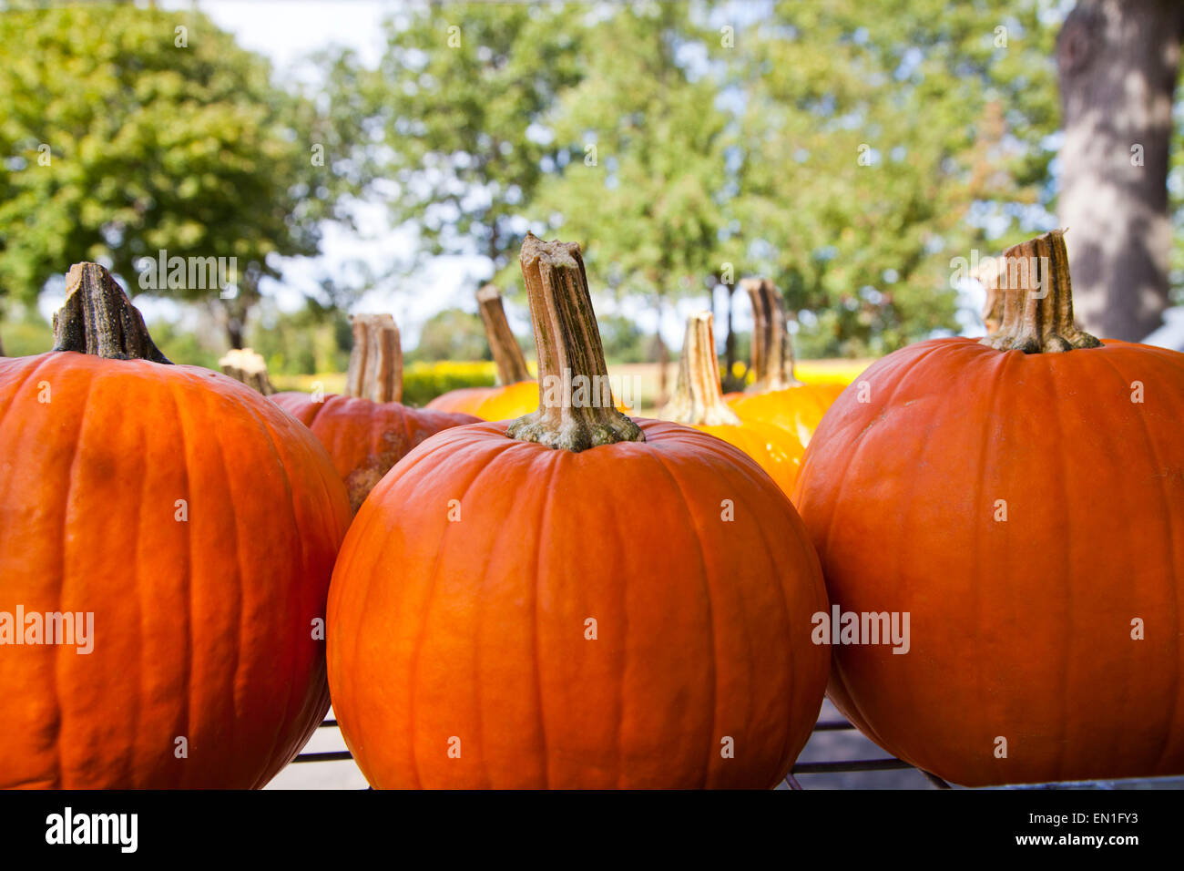 Pumpkin farm stand hi-res stock photography and images - Alamy