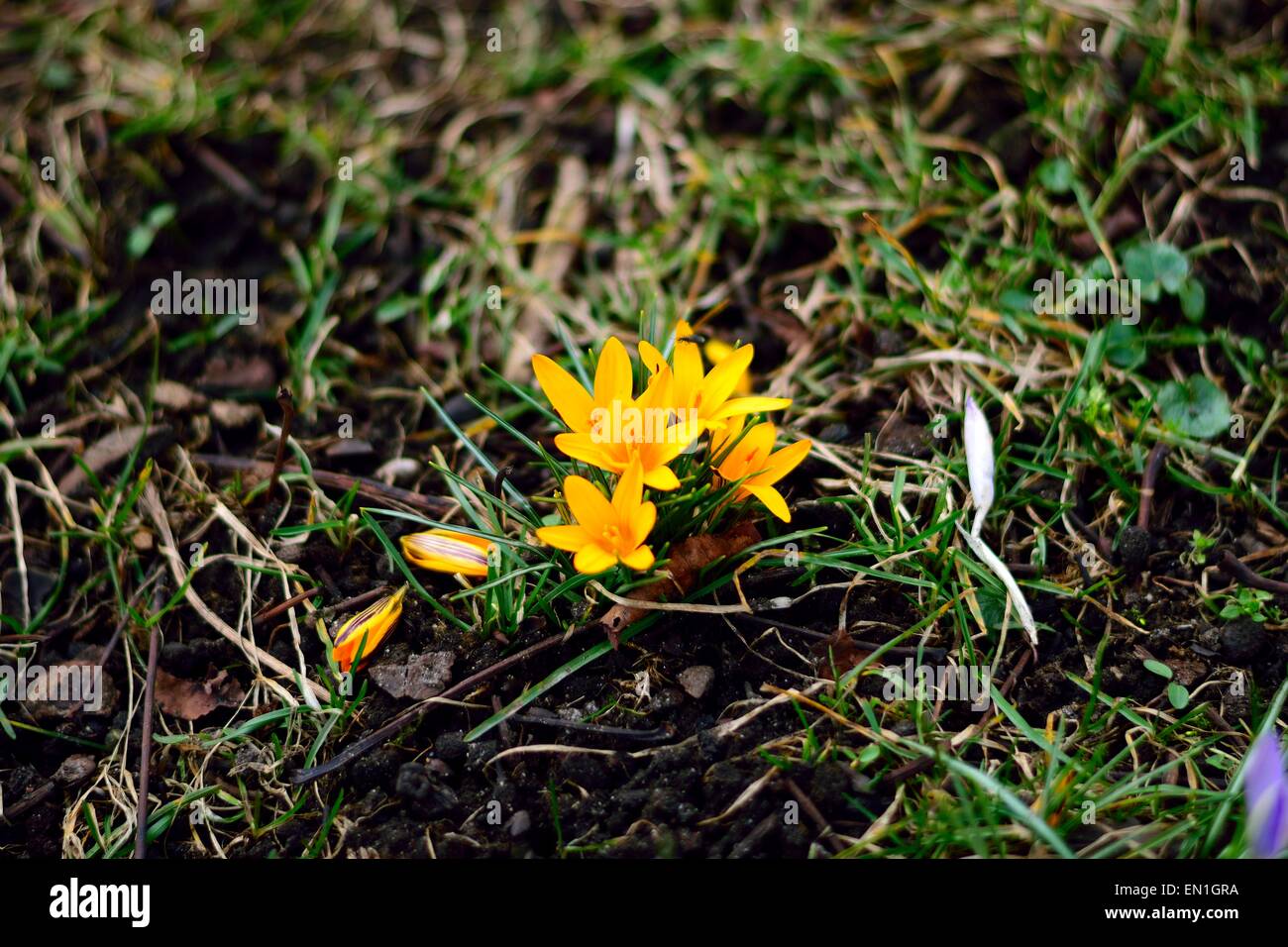 Small yellow spring crocus flowering at the beginning of march Stock ...