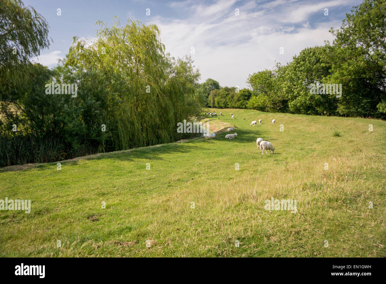 Green pasture stream trees hi-res stock photography and images - Alamy