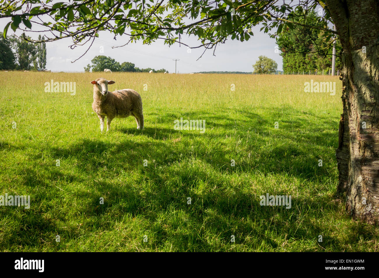 Lone Kentish sheep standing under the bough of a tree Stock Photo - Alamy
