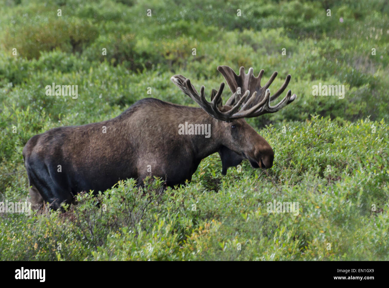 Alaska denali bull moose hi-res stock photography and images - Alamy