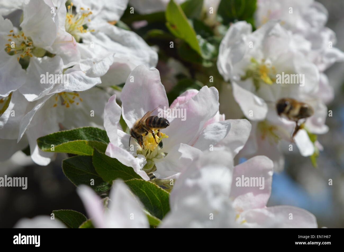 Bee at work Stock Photo - Alamy