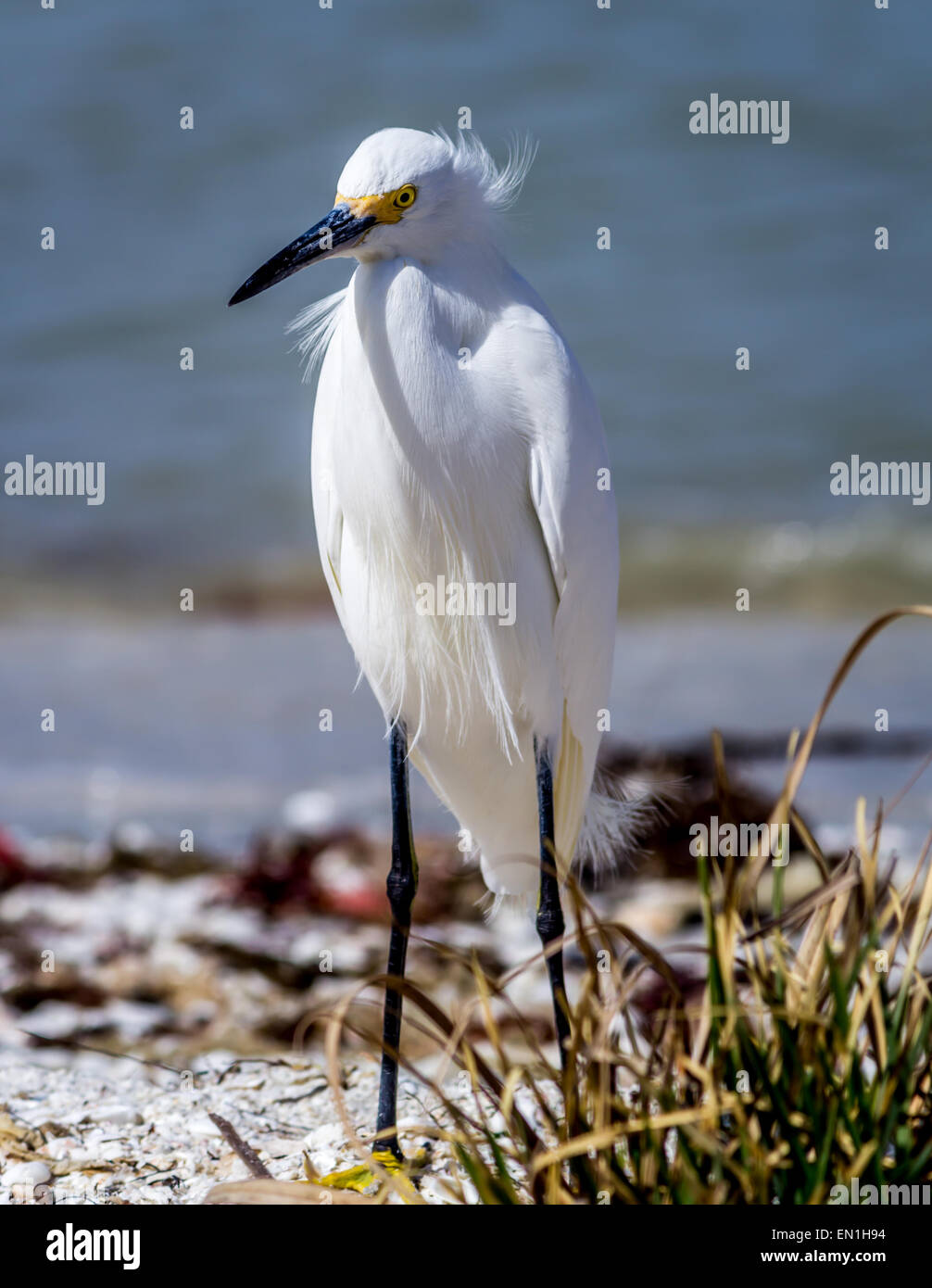 Florida Egret at the Beach Stock Photo - Alamy