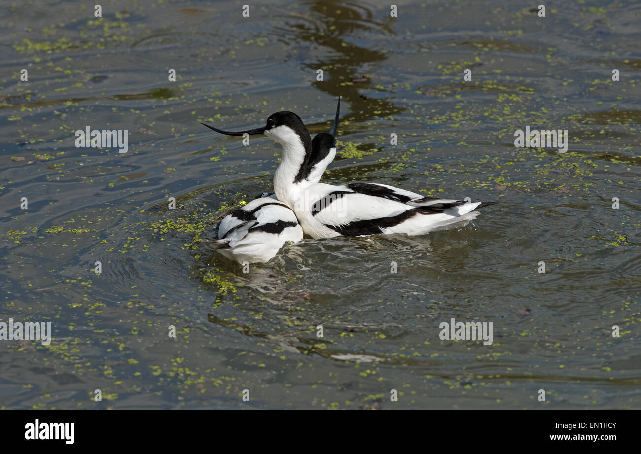Avocets-Recurvirostra avosetta displays courtship. Uk Stock Photo - Alamy