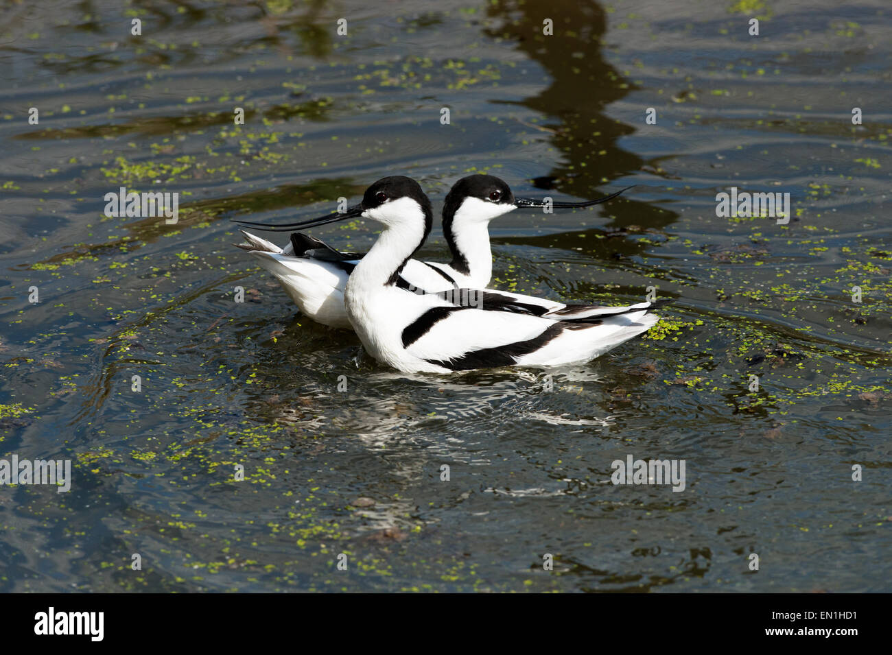 Avocets-Recurvirostra avosetta displays courtship. Uk Stock Photo - Alamy