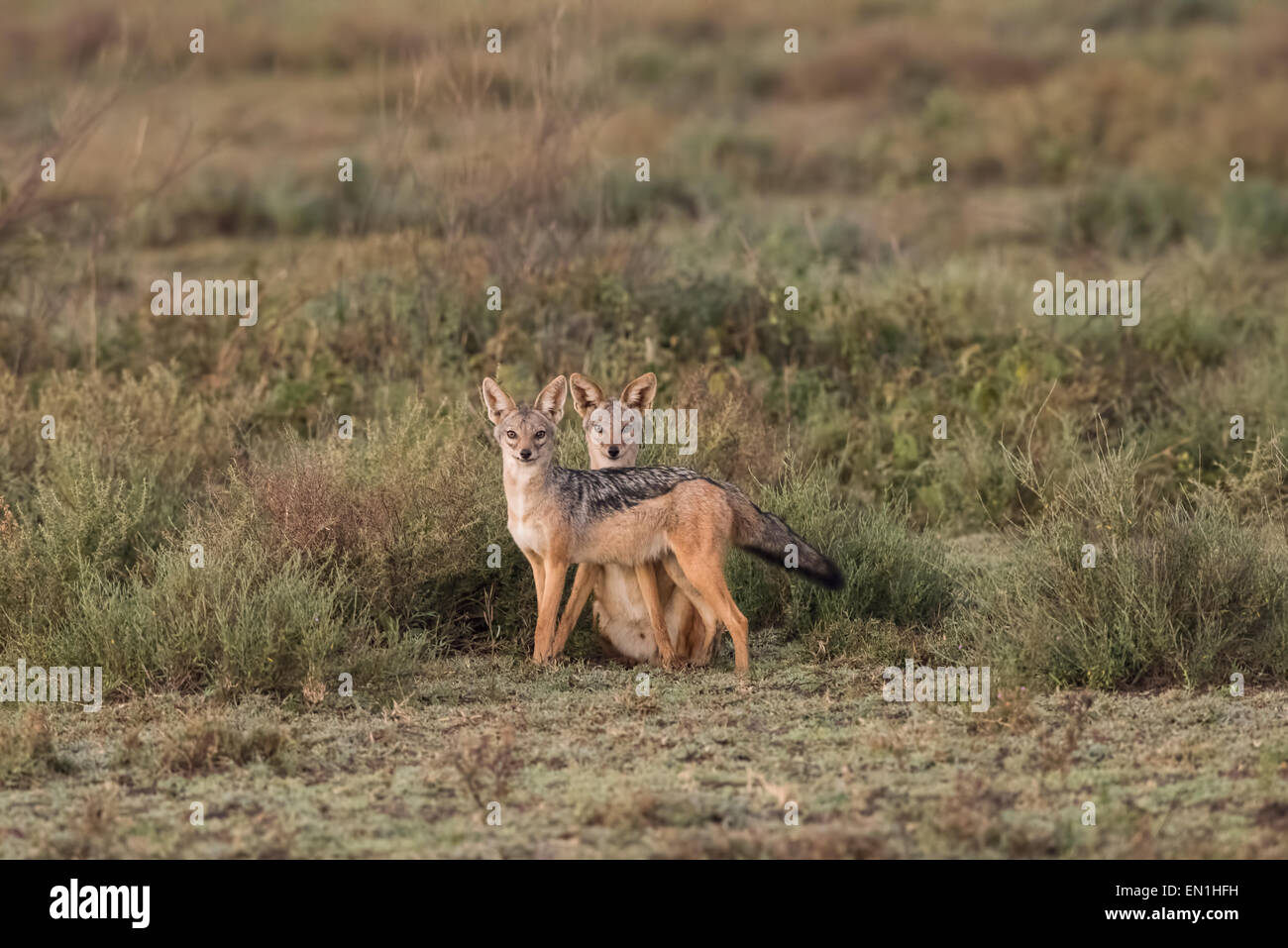 Black backed jackal pair hi-res stock photography and images - Alamy
