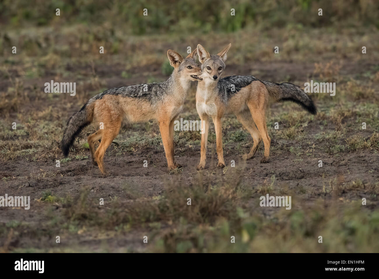 Black backed jackal pair hi-res stock photography and images - Alamy