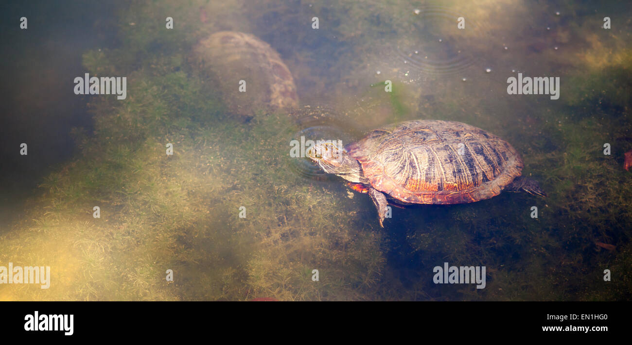 Anger turtle hi-res stock photography and images - Alamy