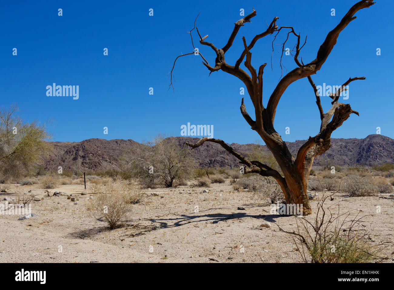 Dead Ironwood tree at Joshua Tree National Park, California USA Stock ...