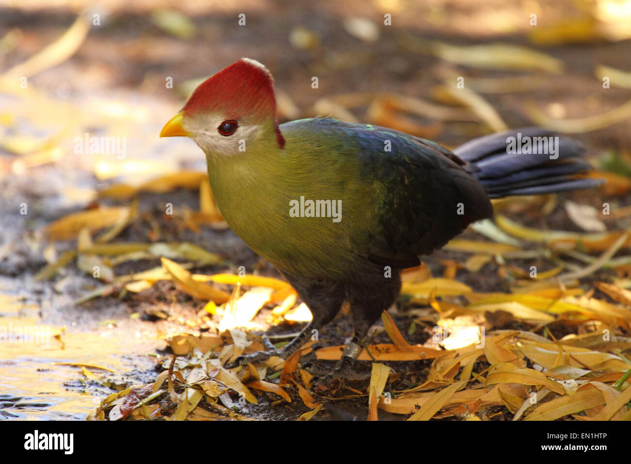 A Red-crested Turaco near a spring Stock Photo - Alamy