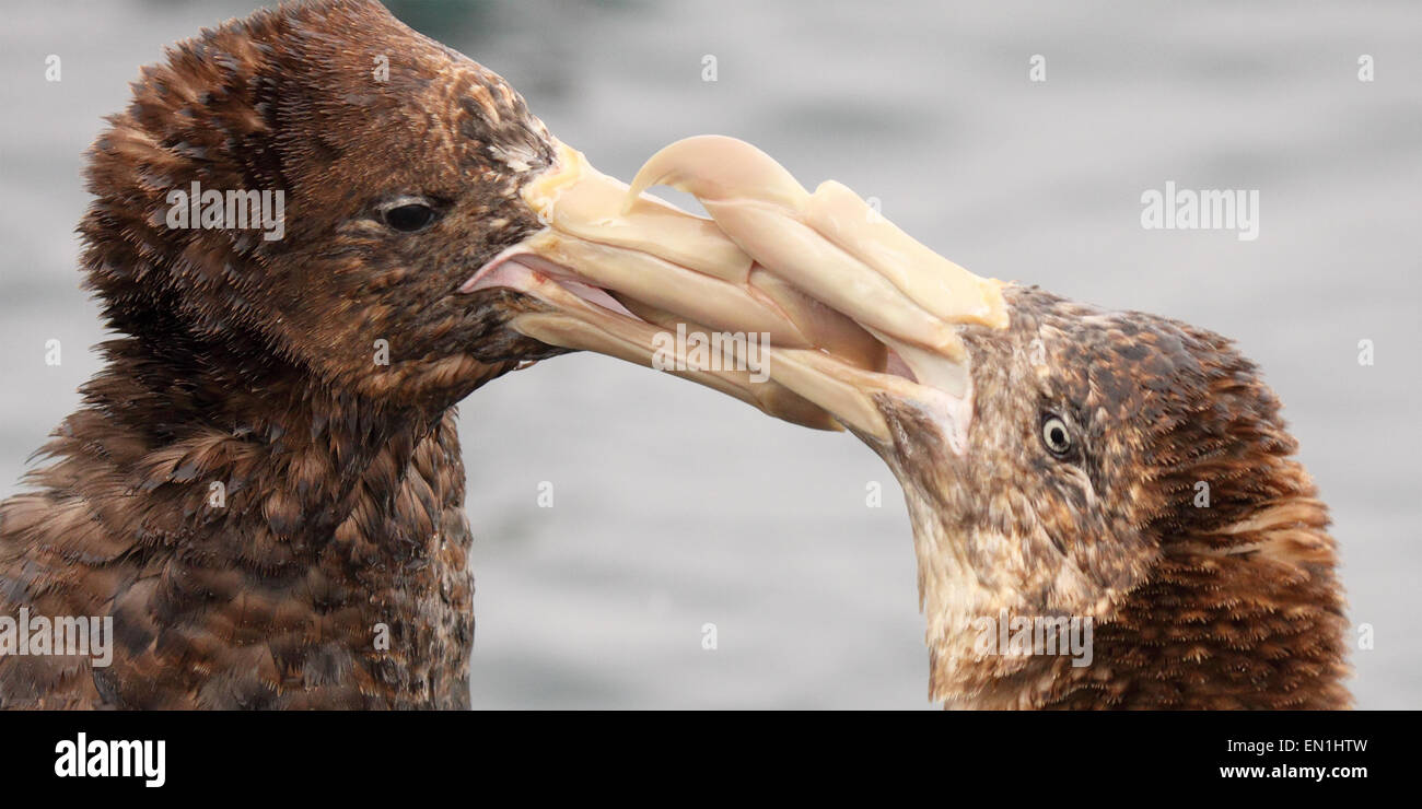 A pair of Northern Giant Petrels grasping beaks Stock Photo - Alamy
