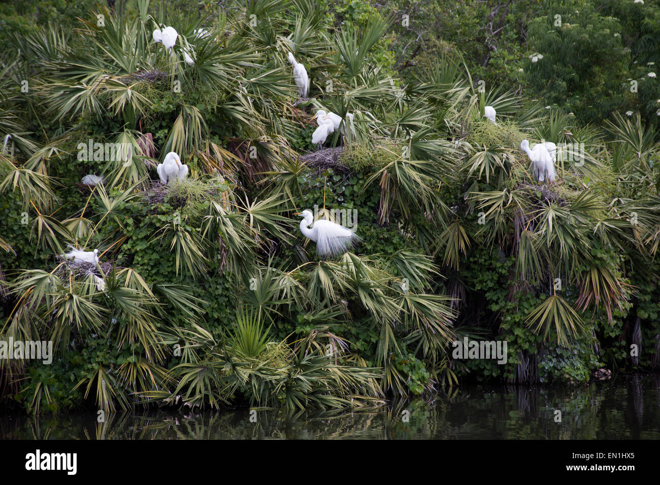 Great Egret Rookery at Gatorland Stock Photo - Alamy