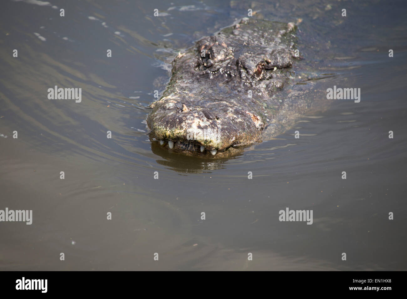 Alligator in Florida state park Stock Photo - Alamy