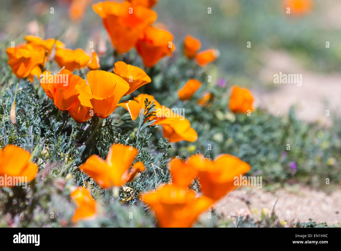Springtime in California, thousands of flowers blooming on the hills of ...