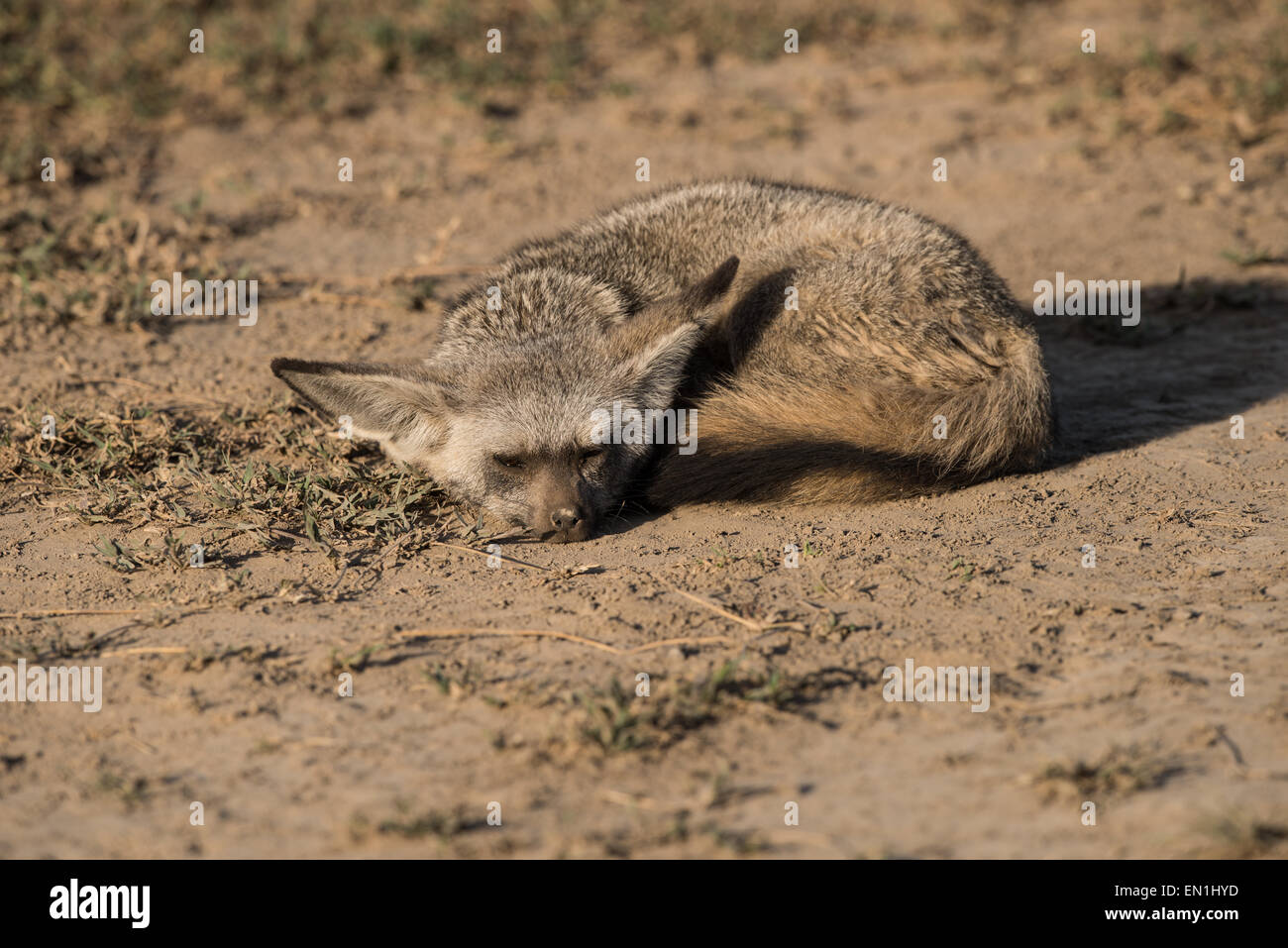 Bat eared fox resting Stock Photo - Alamy