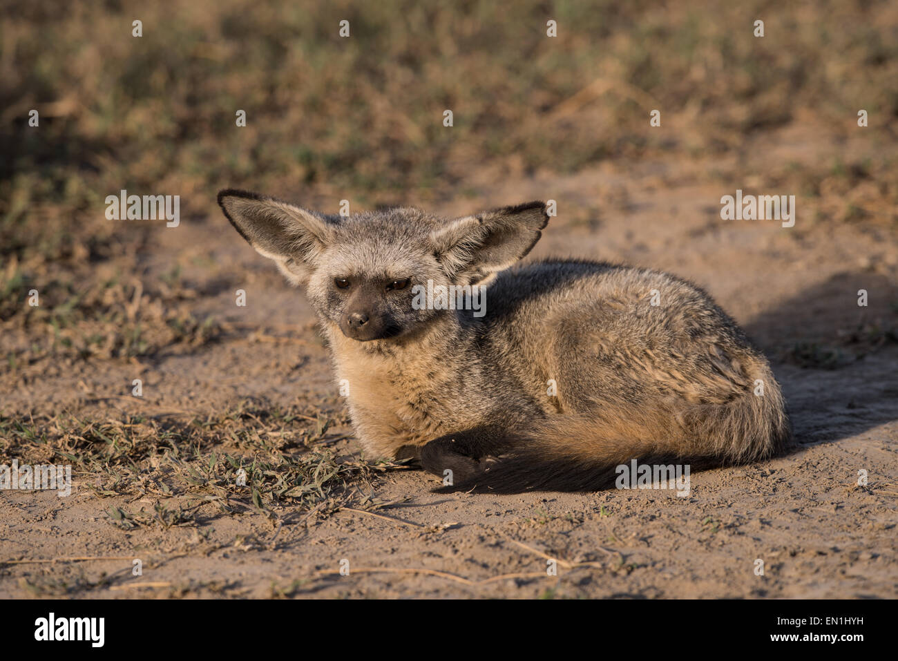 Bat eared fox resting Stock Photo - Alamy
