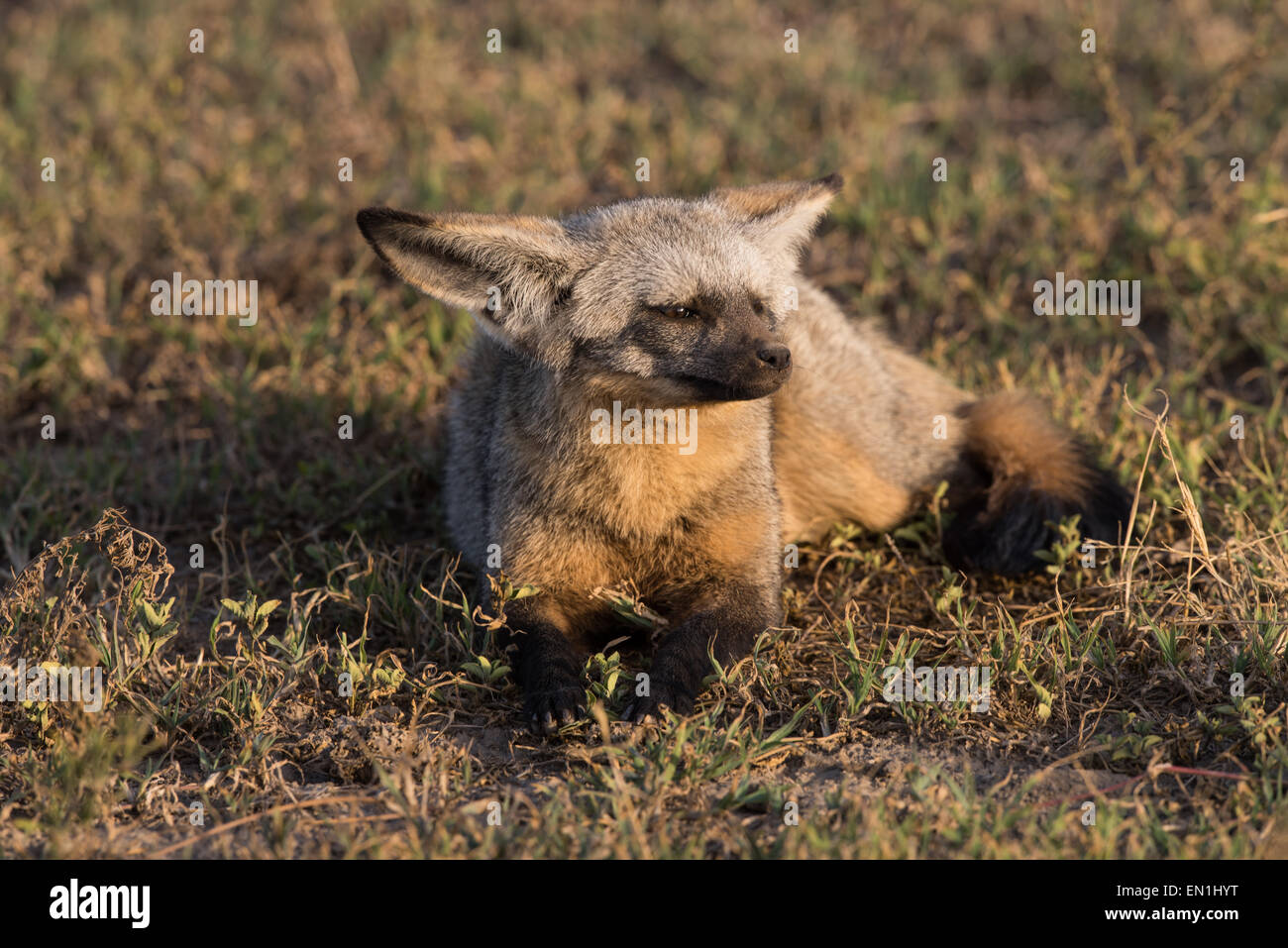 Bat eared fox resting Stock Photo - Alamy
