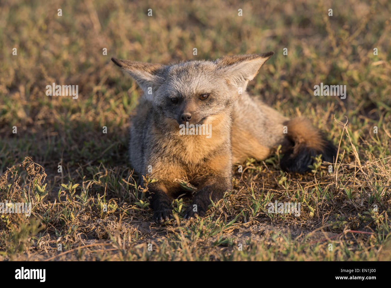 Bat eared fox resting Stock Photo - Alamy