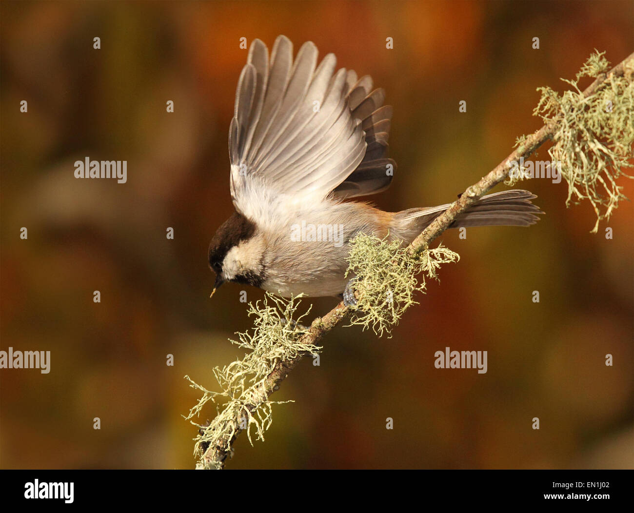 Chickadee flying hi-res stock photography and images - Alamy