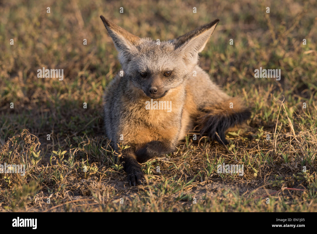 Bat eared fox resting Stock Photo - Alamy