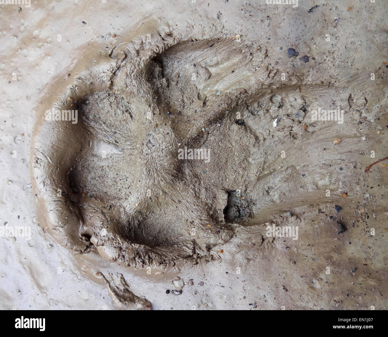 Gray Fox tracks slipping in mud Stock Photo - Alamy