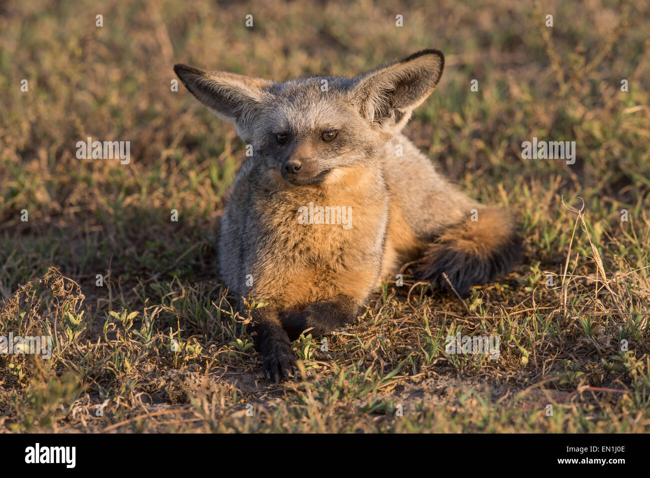 Bat eared fox resting Stock Photo - Alamy