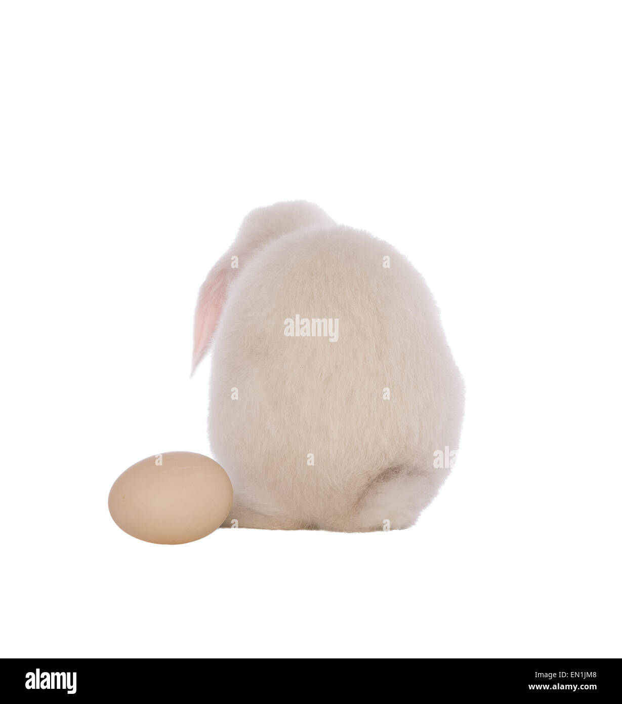White mini lop bunny rabbit from behind with egg at side isolated on ...