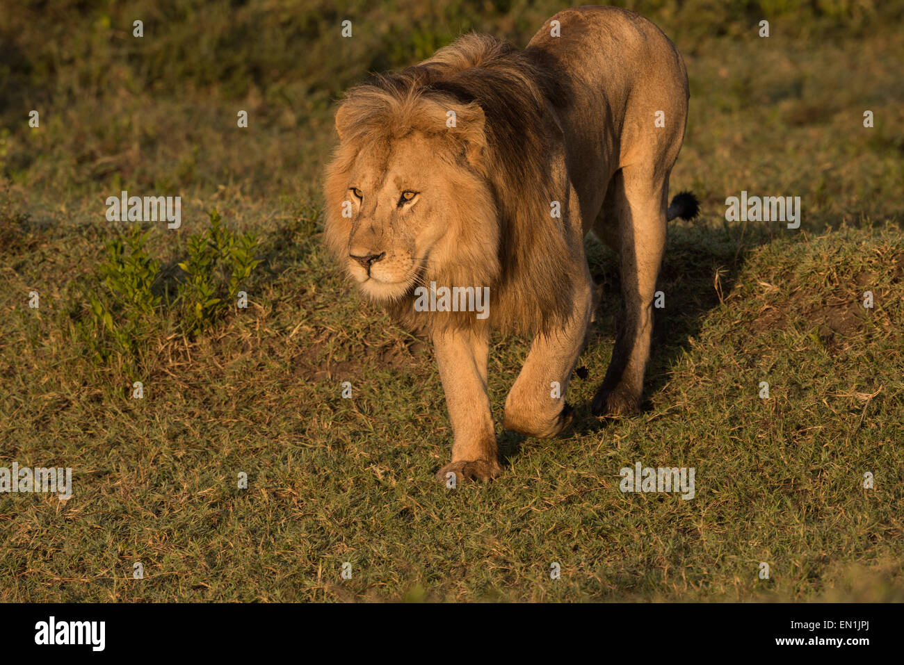 Male lion walking Stock Photo - Alamy Male lion walking Stock Photo - Alamy