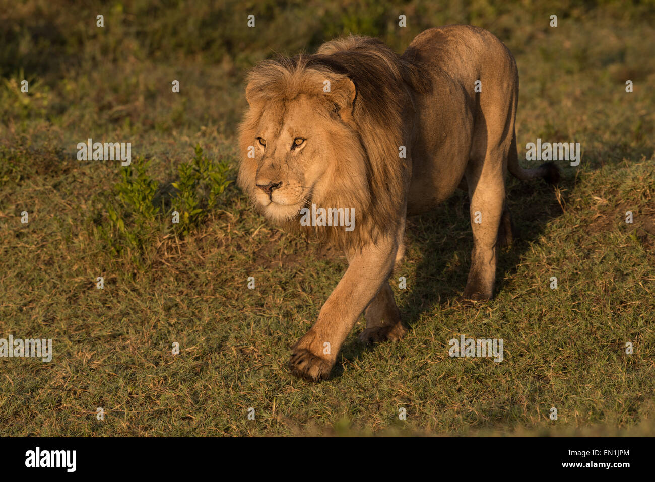 Male lion walking Stock Photo - Alamy