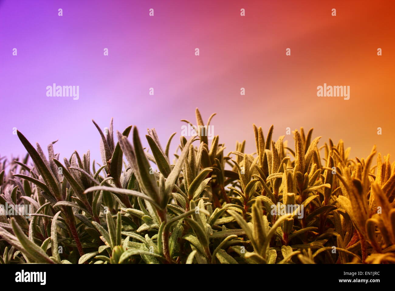 Flora of another world Stock Photo - Alamy