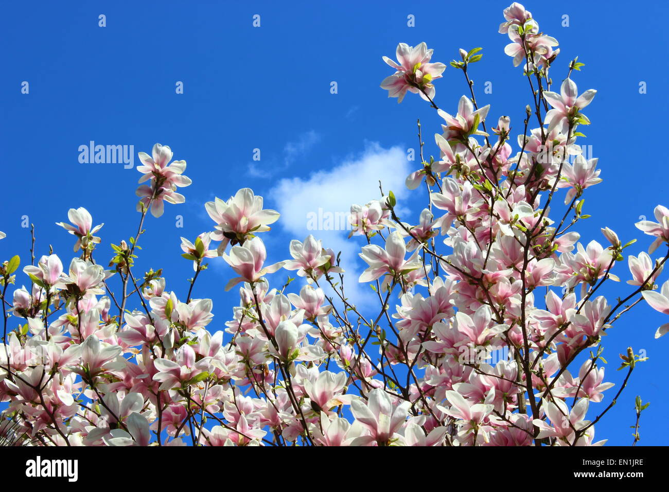 Tulpen magnolie hi-res stock photography and images - Alamy