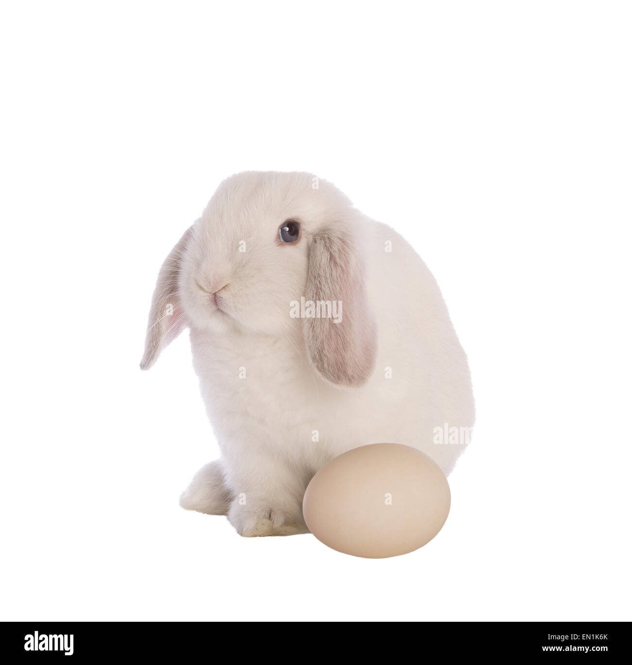 White Mini Lop Rabbits