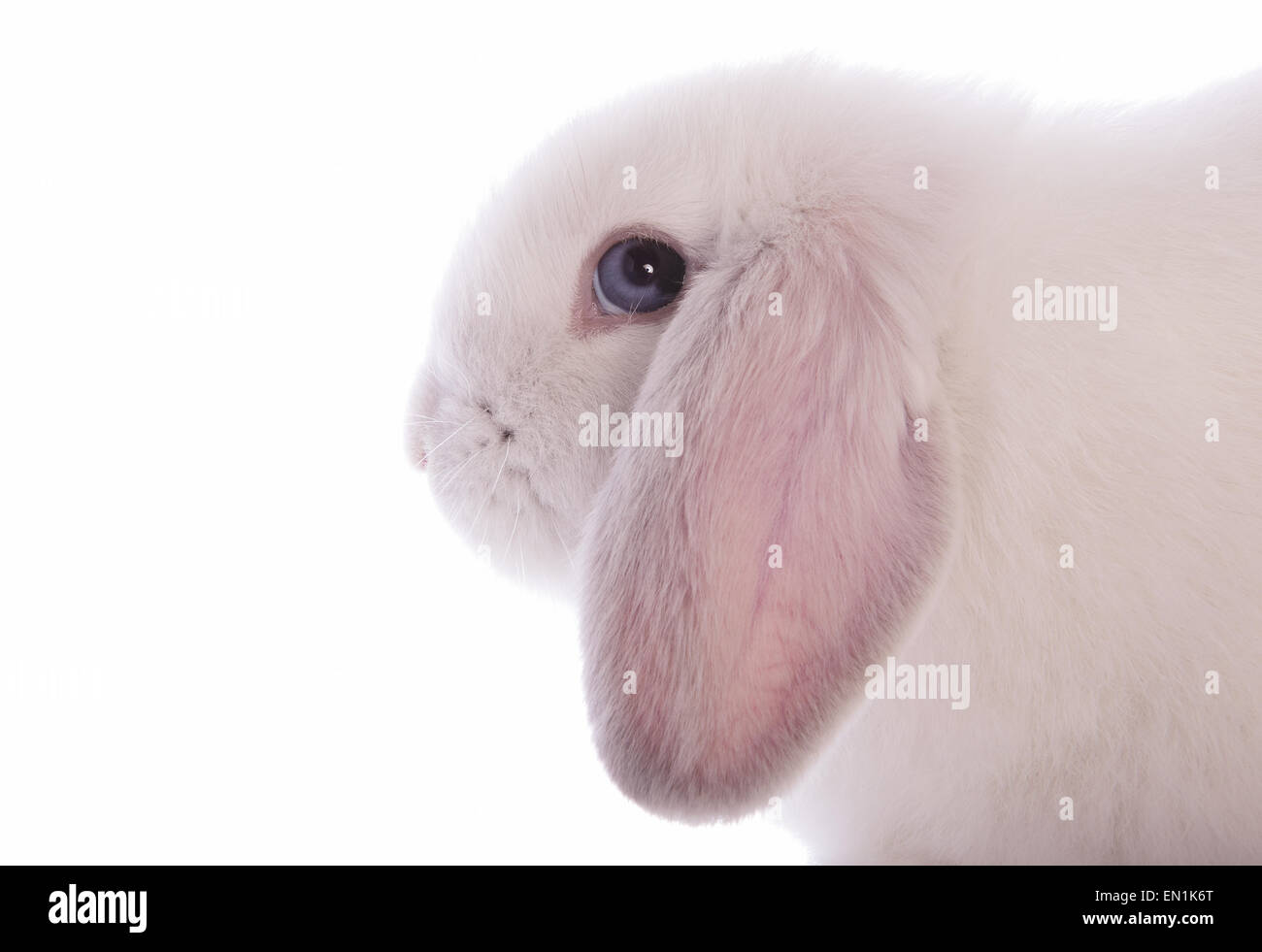 Rabbit profile hi-res stock photography and images - Alamy