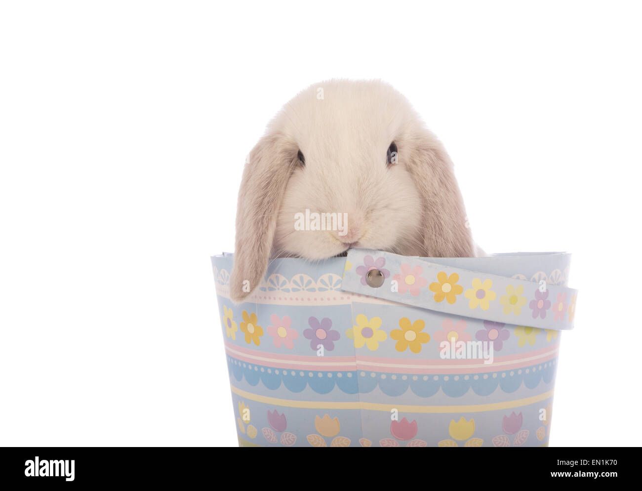 Mini Lop Bunny High Resolution Stock Photography and Images - Alamy
