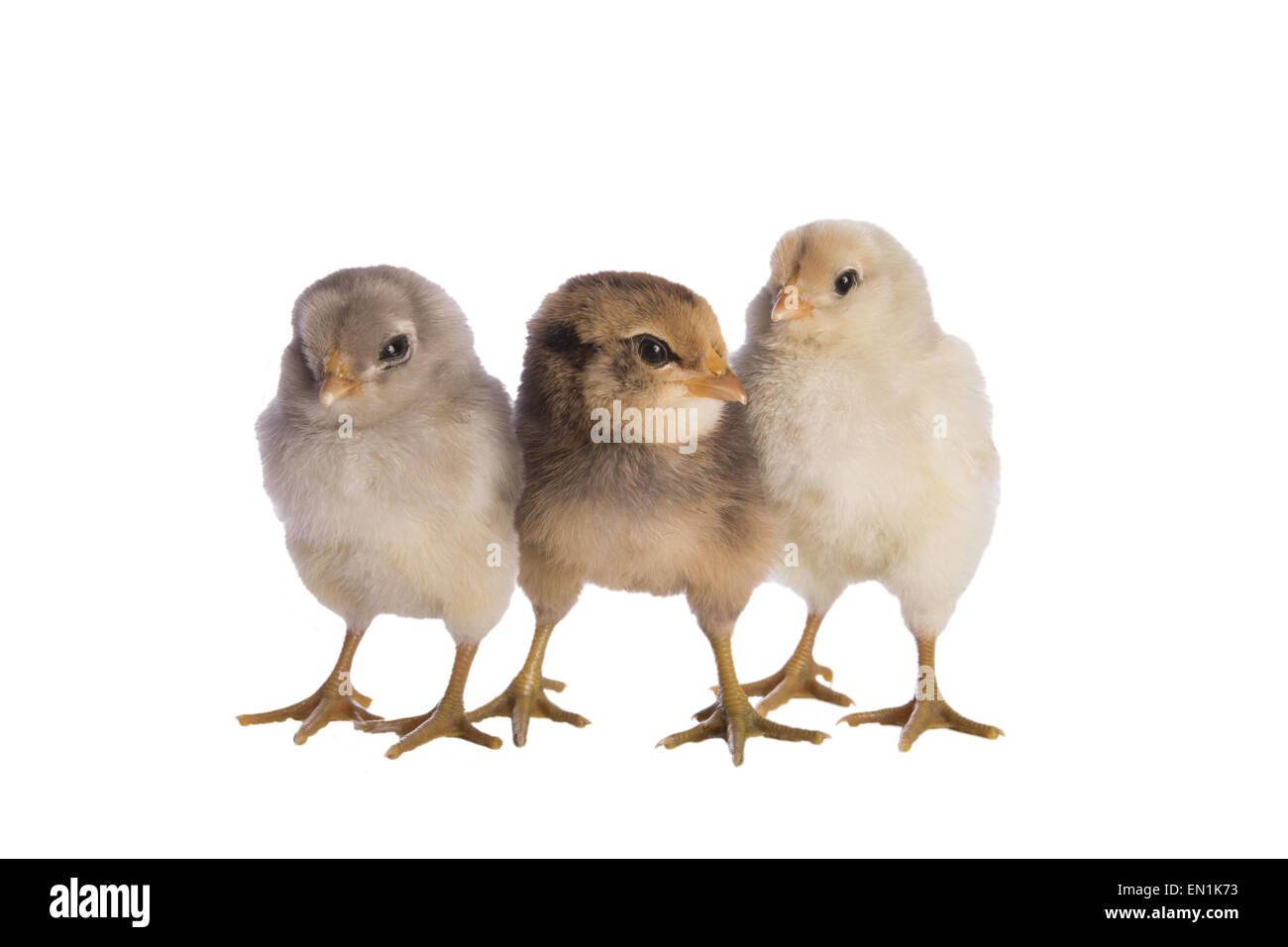Three Ameraucana chicks isolated on white background Stock Photo - Alamy