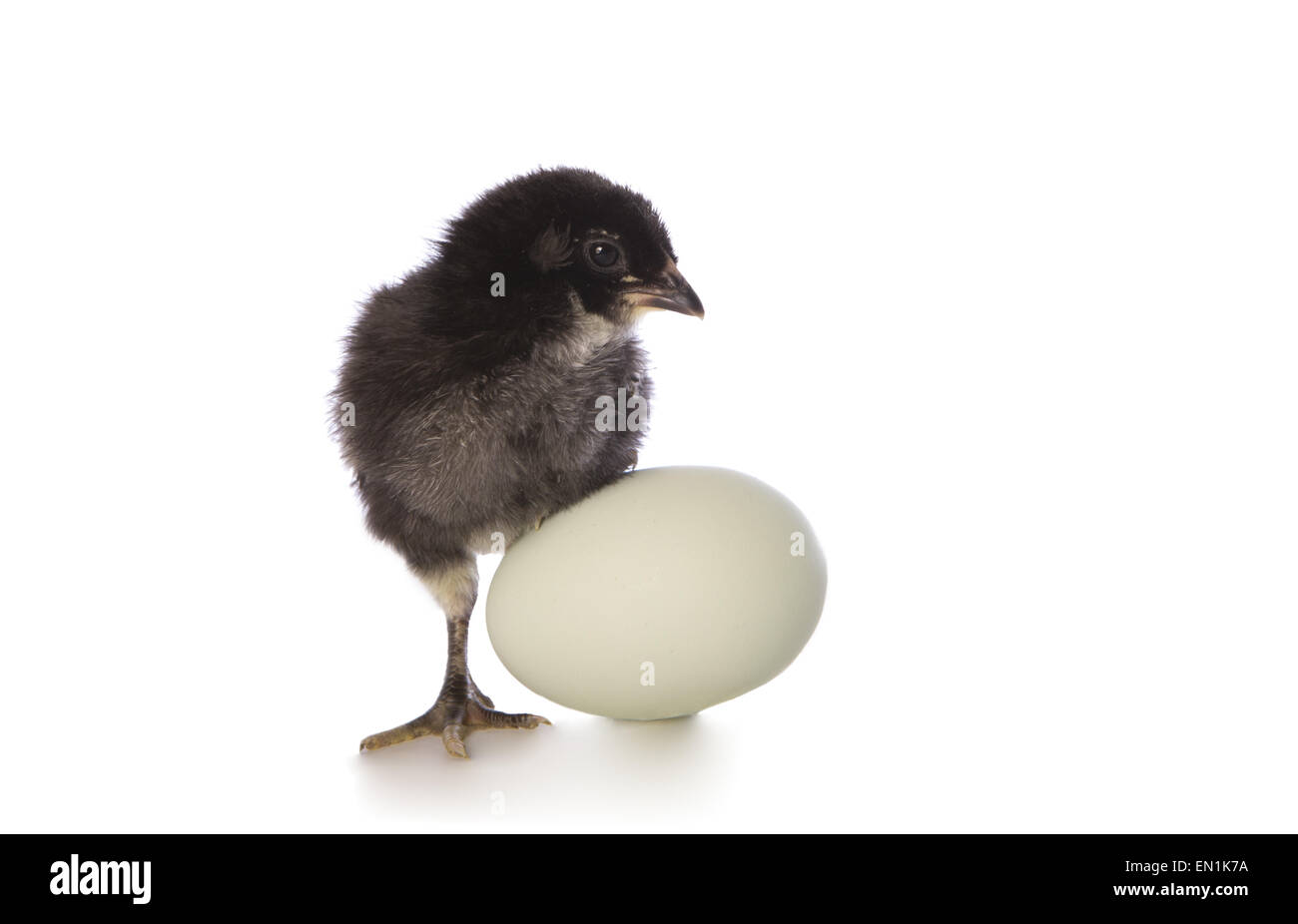 Rumpless game chicken hi-res stock photography and images - Alamy