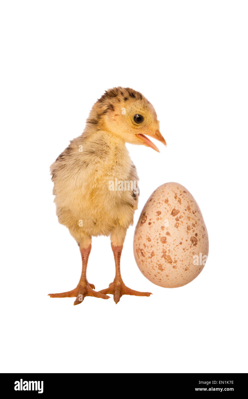 Poult hi-res stock photography and images - Alamy