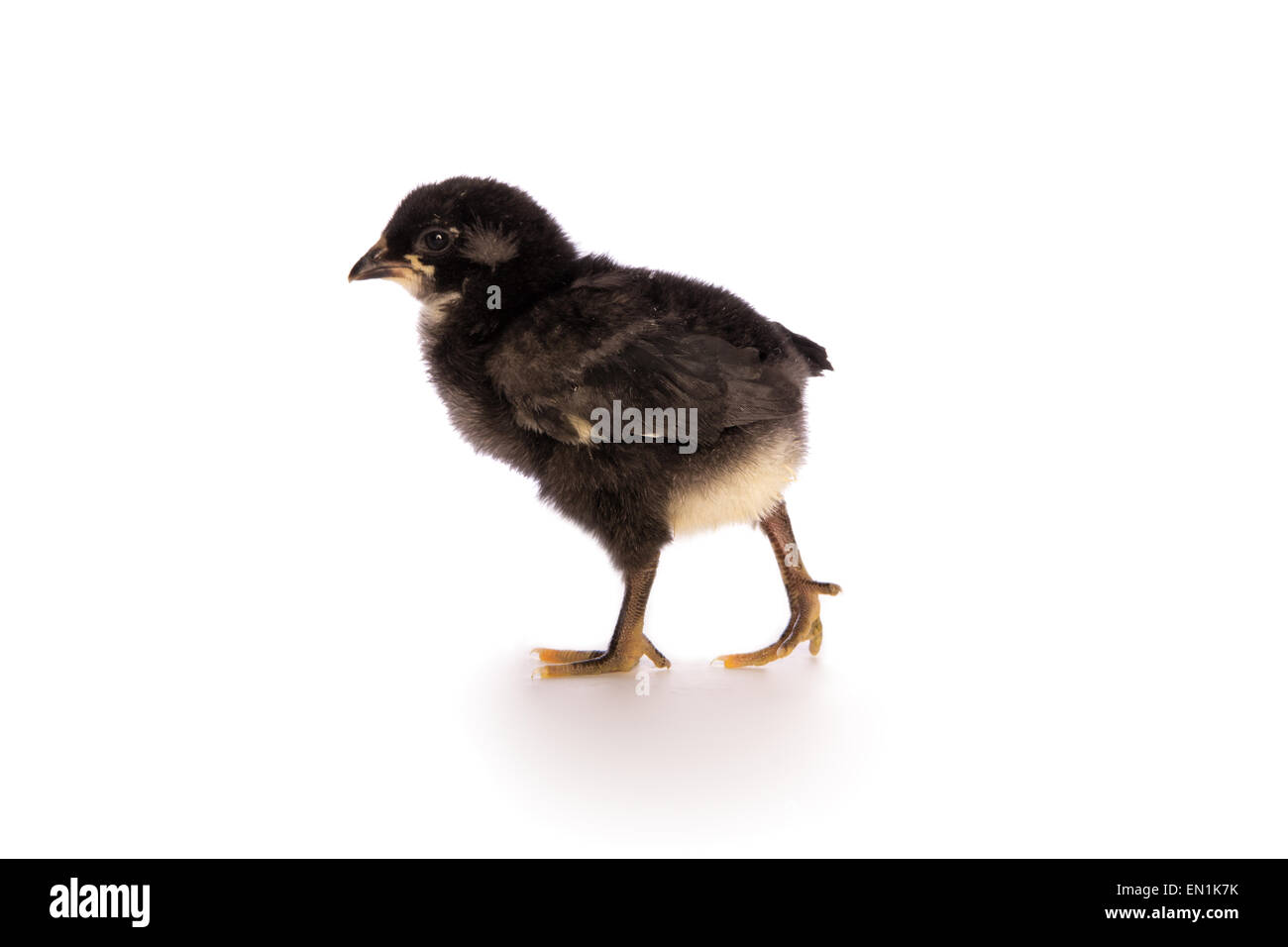 Rumpless chicken hi-res stock photography and images - Alamy