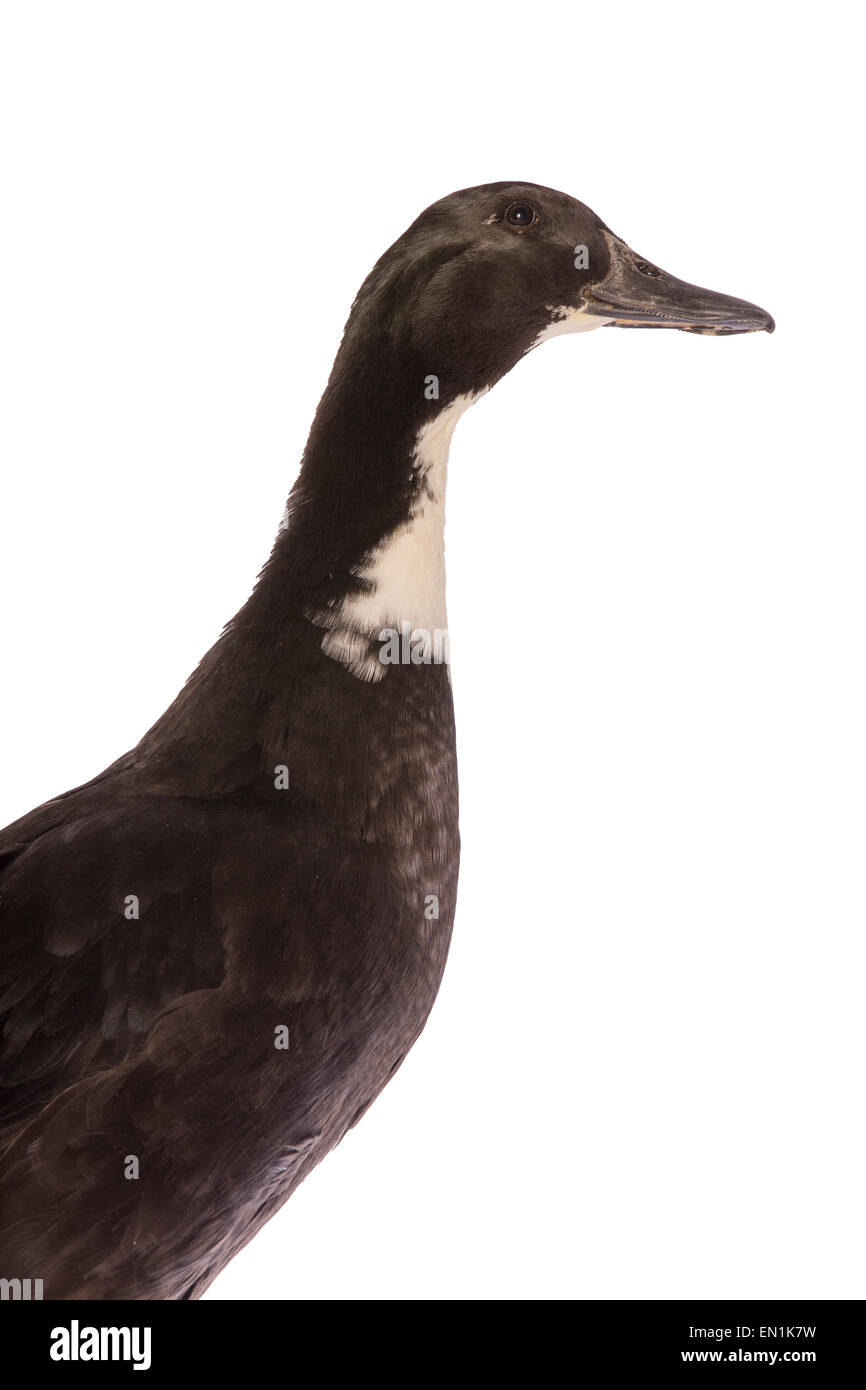Black Swedish hen duck head shot side view isolated on white Stock ...