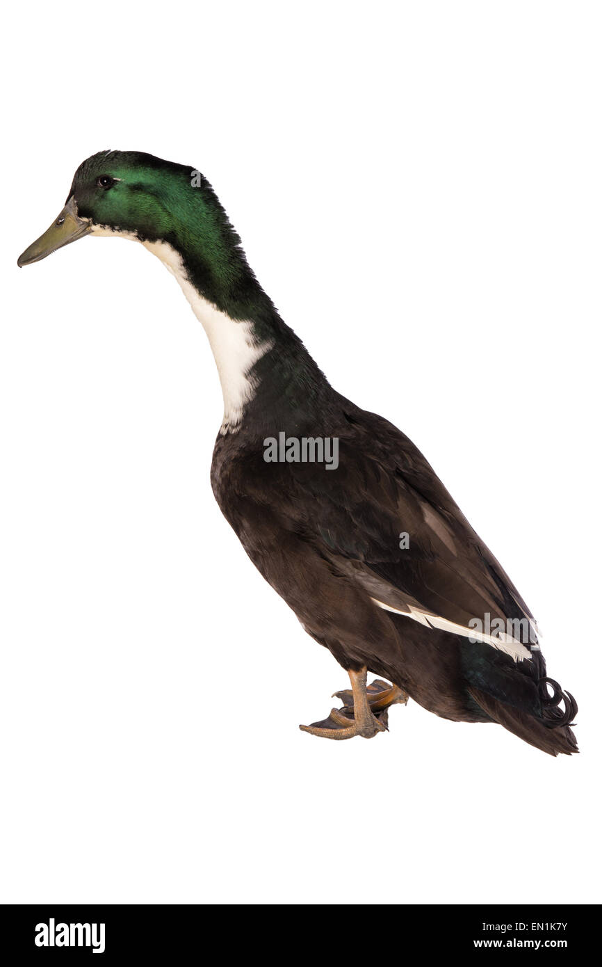 Side on view of duck hi-res stock photography and images - Alamy