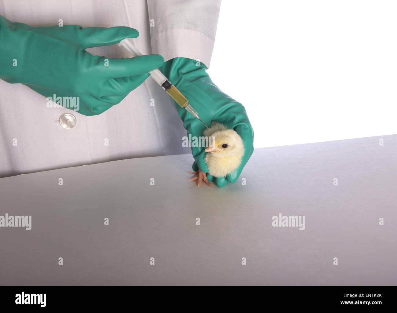 Poult turkey hi-res stock photography and images - Alamy