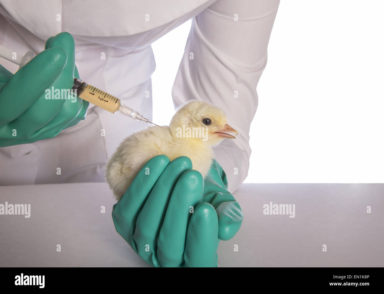 Sick chick High Resolution Stock Photography and Images - Alamy