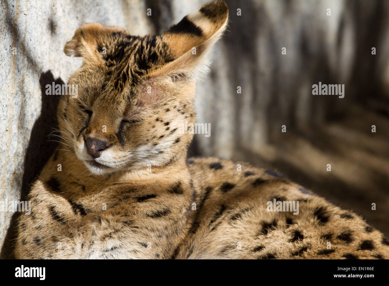 Little spotted cat hi-res stock photography and images - Alamy