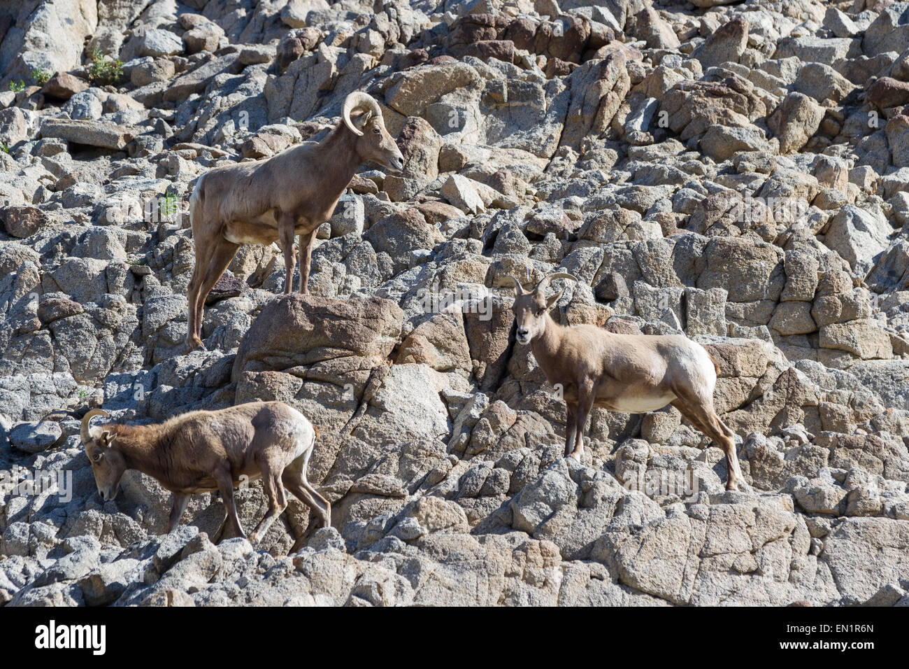 Desert big horn sheep on a bare rock mountain in southern California ...