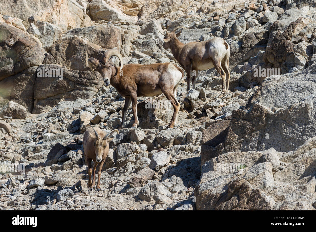 Desert big horn sheep on a bare rock mountain in southern California ...