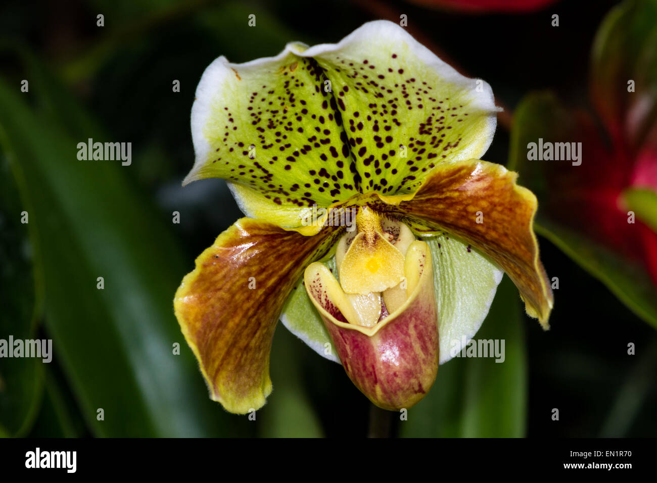 close up of a beautiful orchid in a dark green house in Southern ...