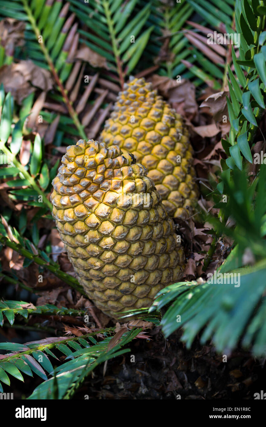 Male sago palm with mature cones growing in the middle Stock Photo - Alamy