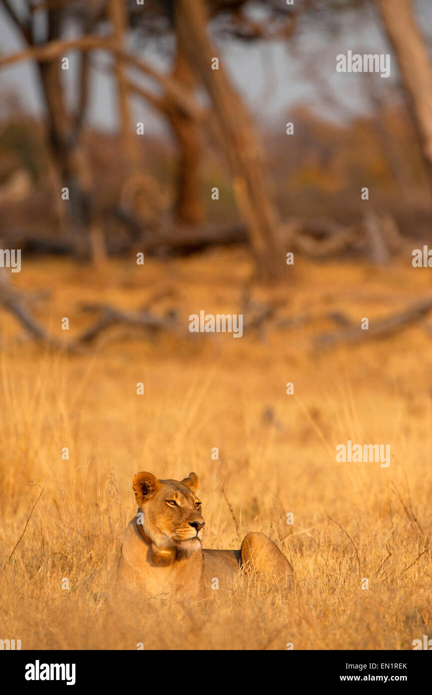 Collared lion hi-res stock photography and images - Alamy